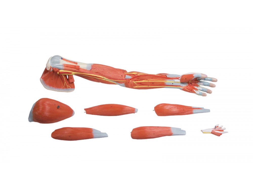 Anatomi "Arm-muskler, 7-delar"