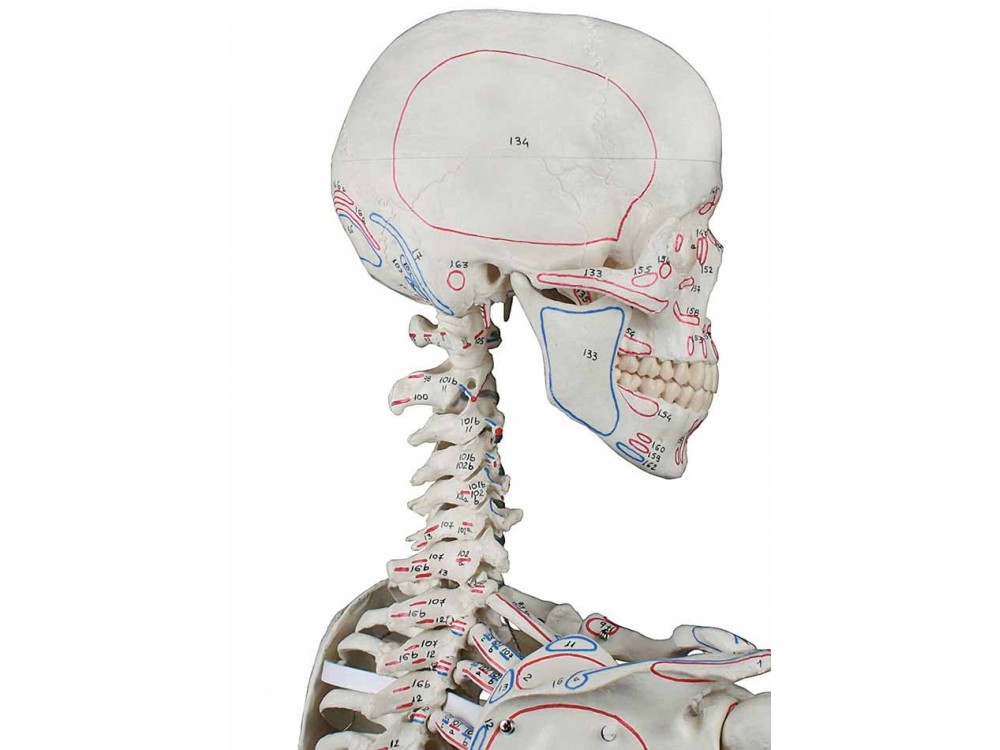 Skeleton Max With Movable Spine Muscle Markings And Ligaments
